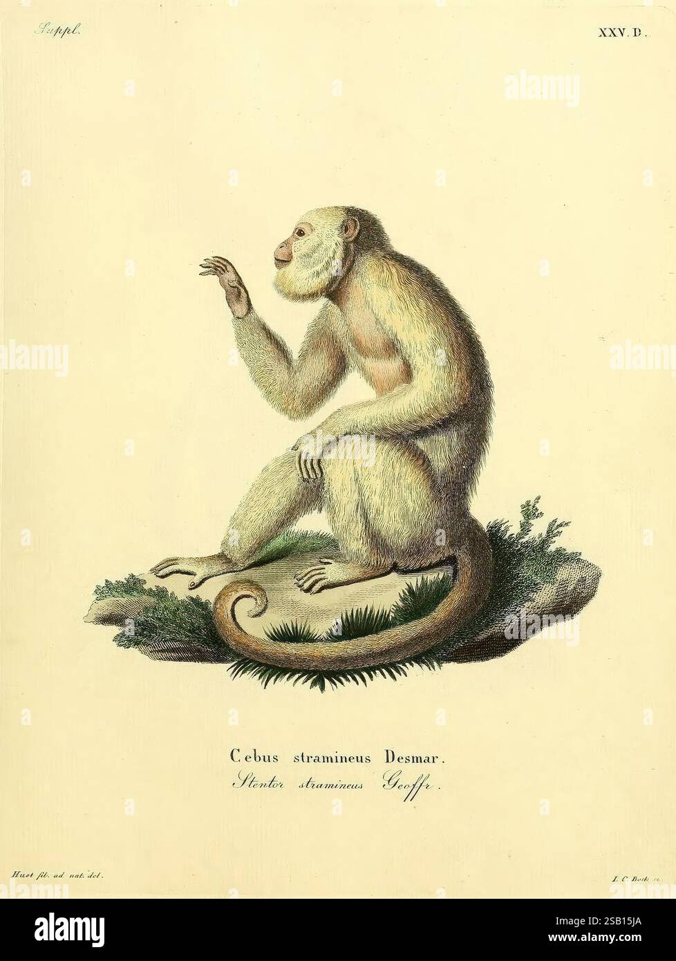 Straw colored capuchin monkey hi-res stock photography and images - Alamy