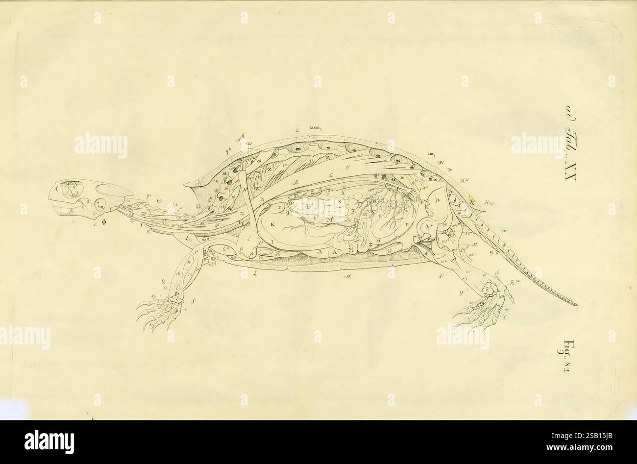Anatome testudinis Europaeae, Vilnae, Impensis auctoris, typis Josephi ...
