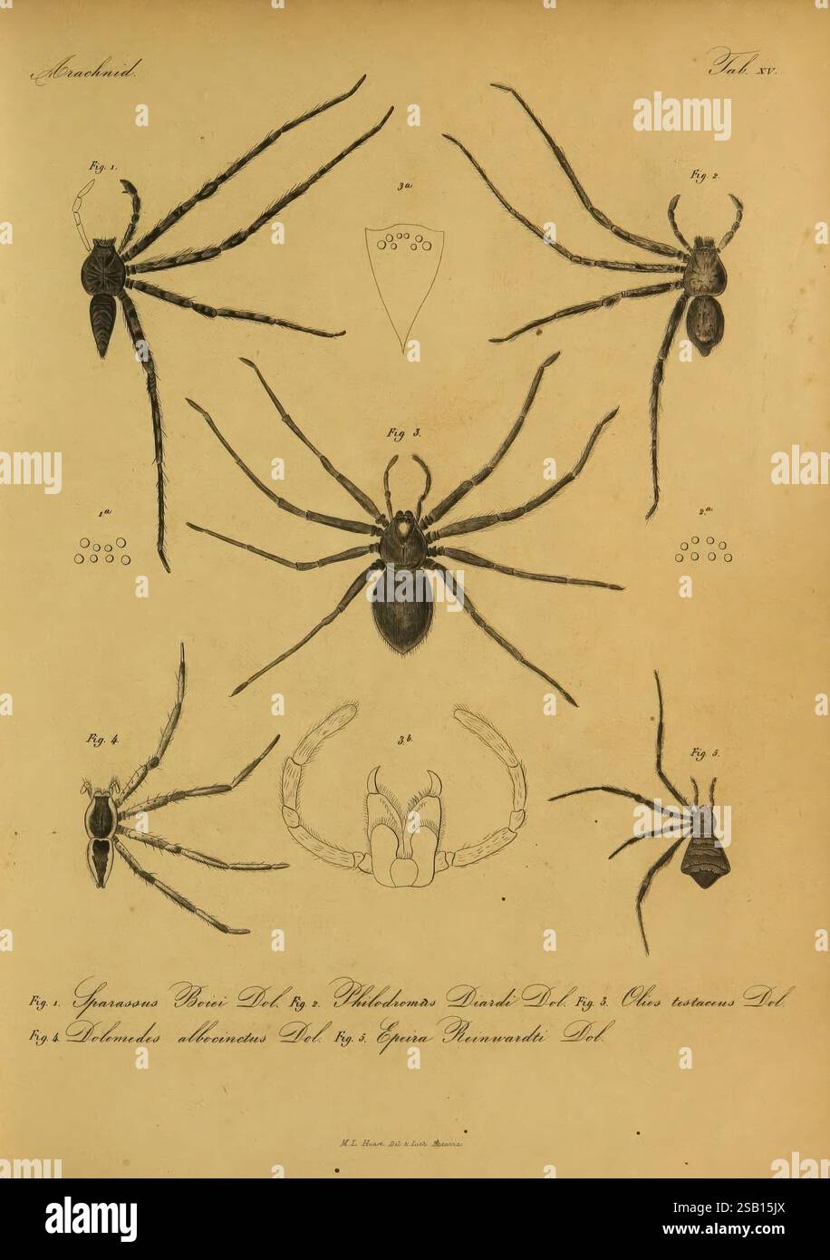 Bijdrage tot de kennis der arachniden van den Indischen archipel ...