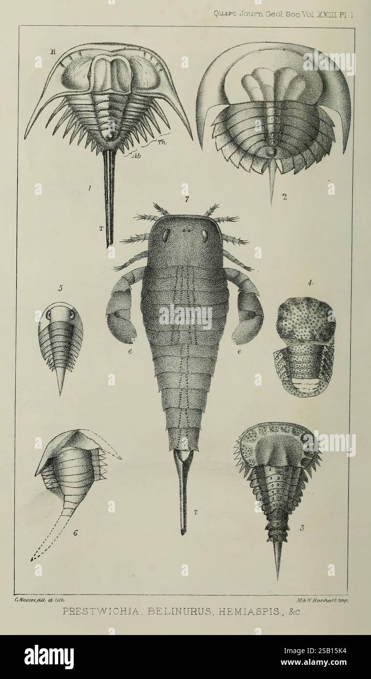 Three distinct trilobite variations hi-res stock photography and images ...