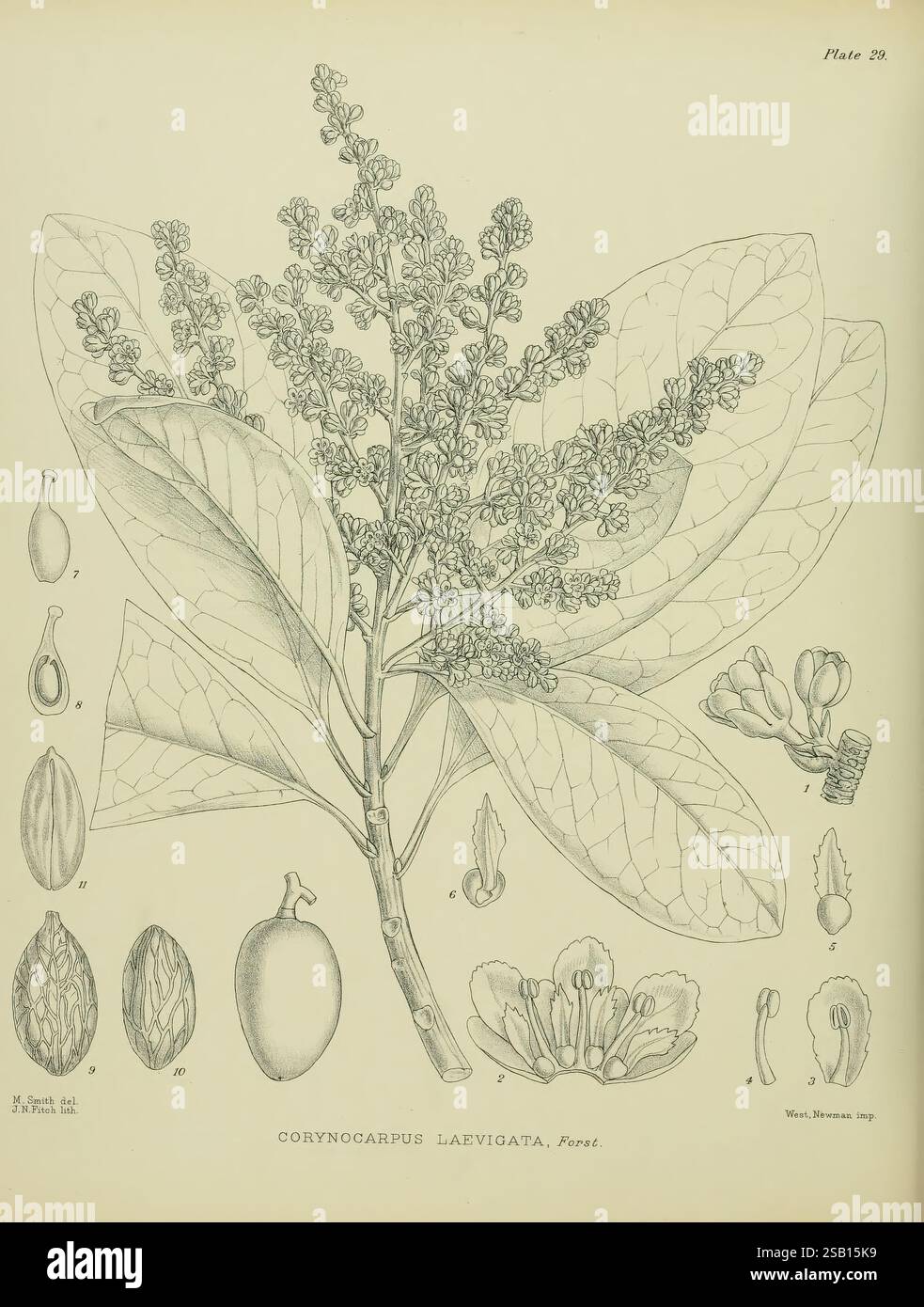 Illustrations of the New Zealand flora, Wellington, John Mackay, Govt ...