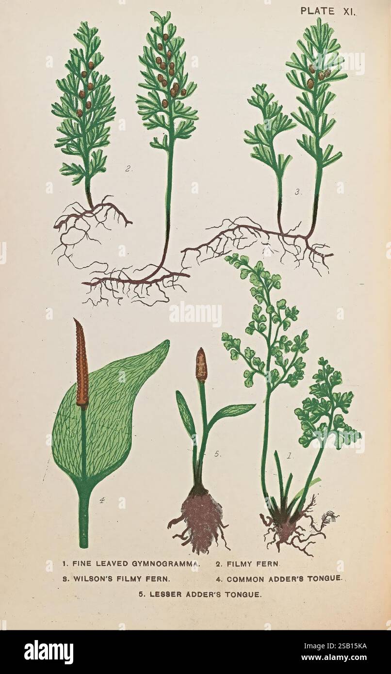 British ferns, London, Gibbings, 1903, Filices, Great Britain, Spores ...