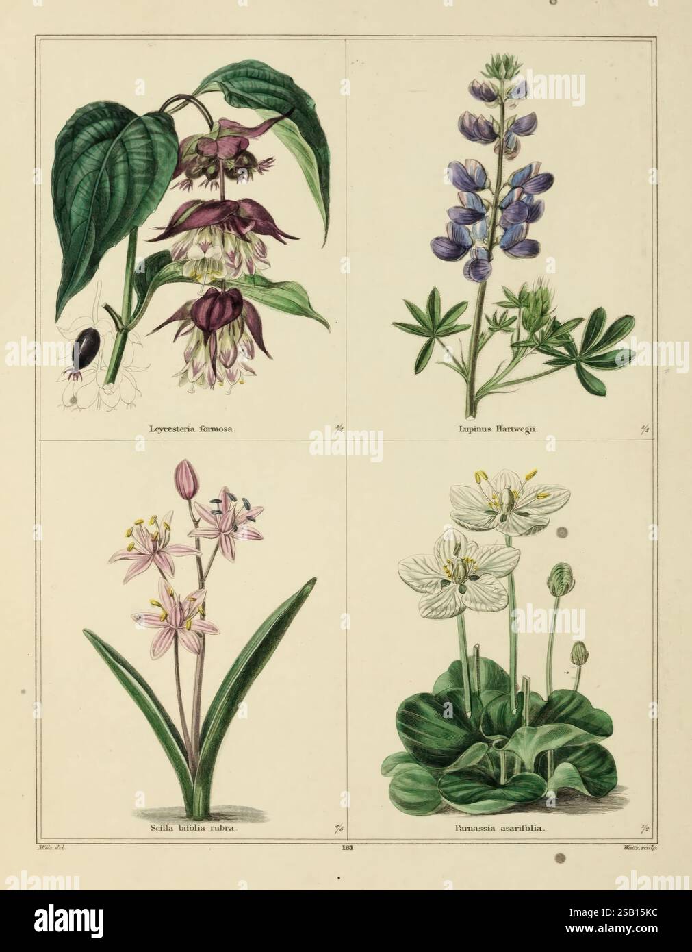 Four botanical specimens hi-res stock photography and images - Alamy