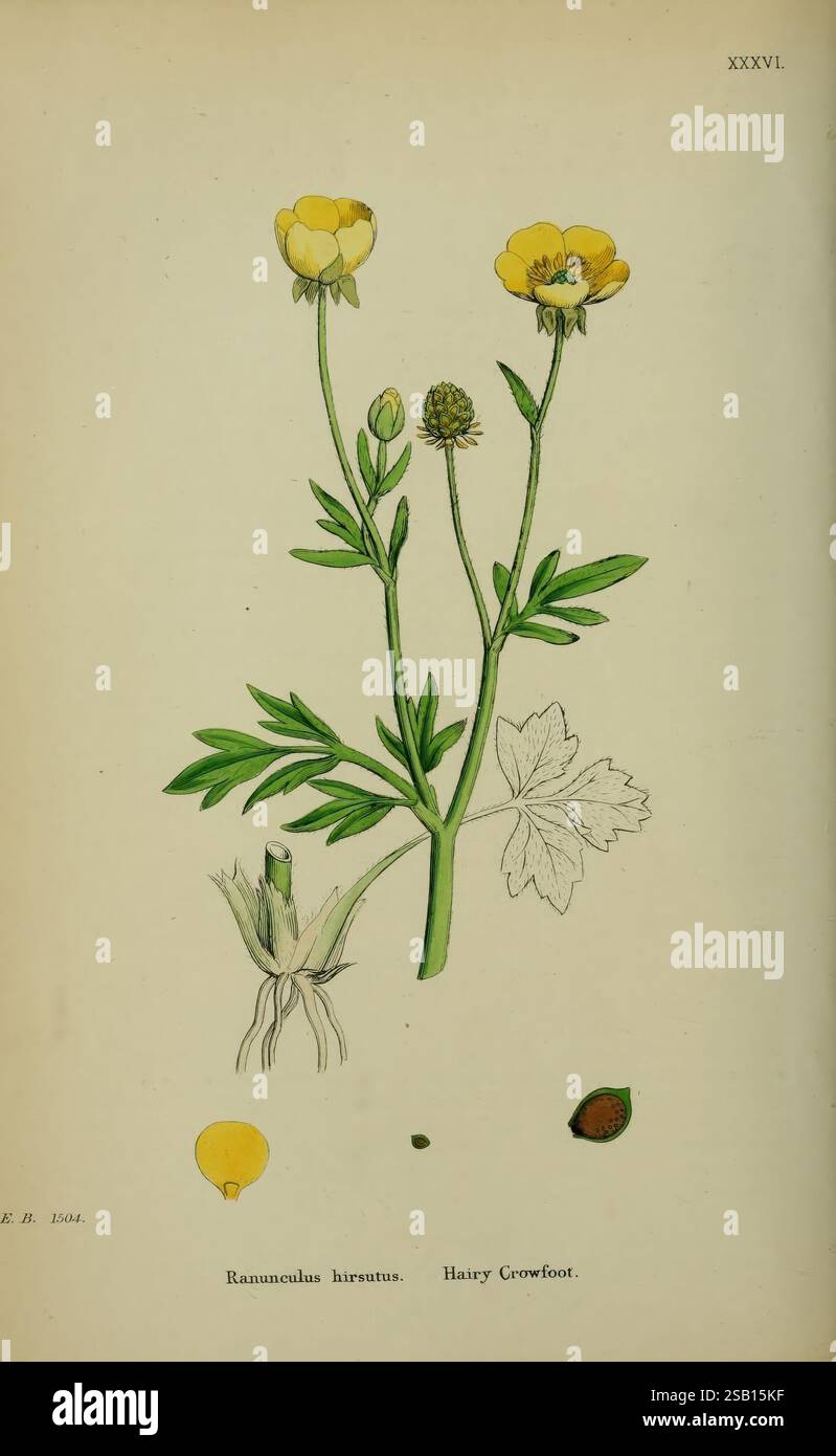 The illustration displays a botanical study of Ranunculus hirsutus ...