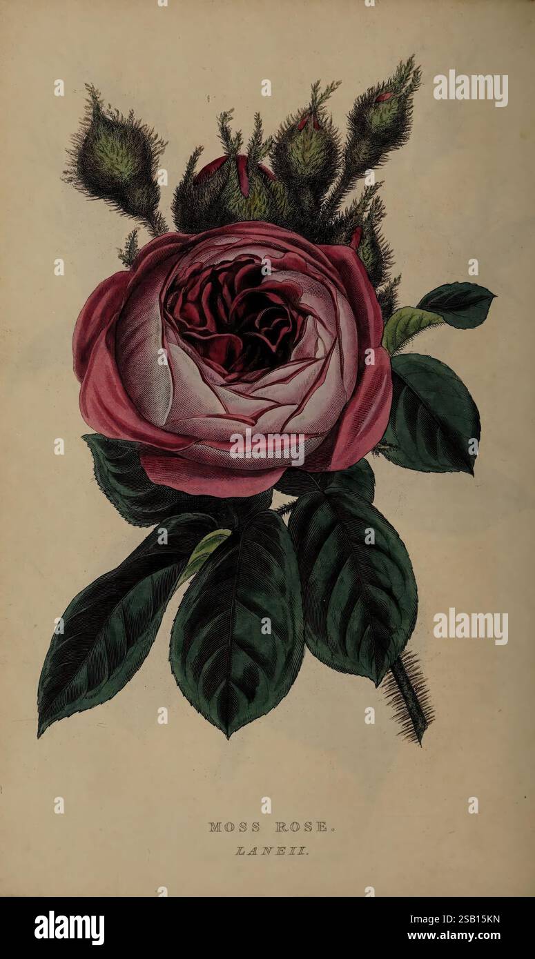 The Florist, London, Chapman and Hall, 1848, Floriculture, Fruit ...