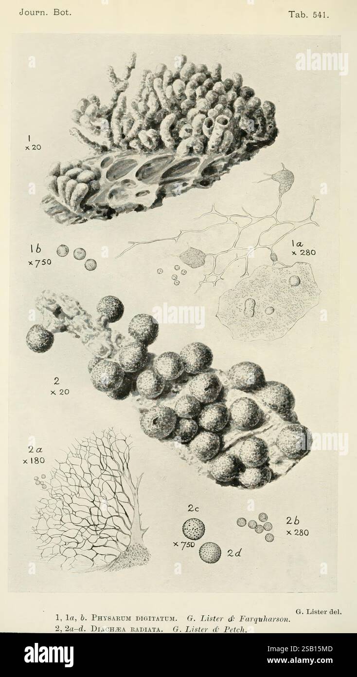 Physarum digitatum hi-res stock photography and images - Alamy