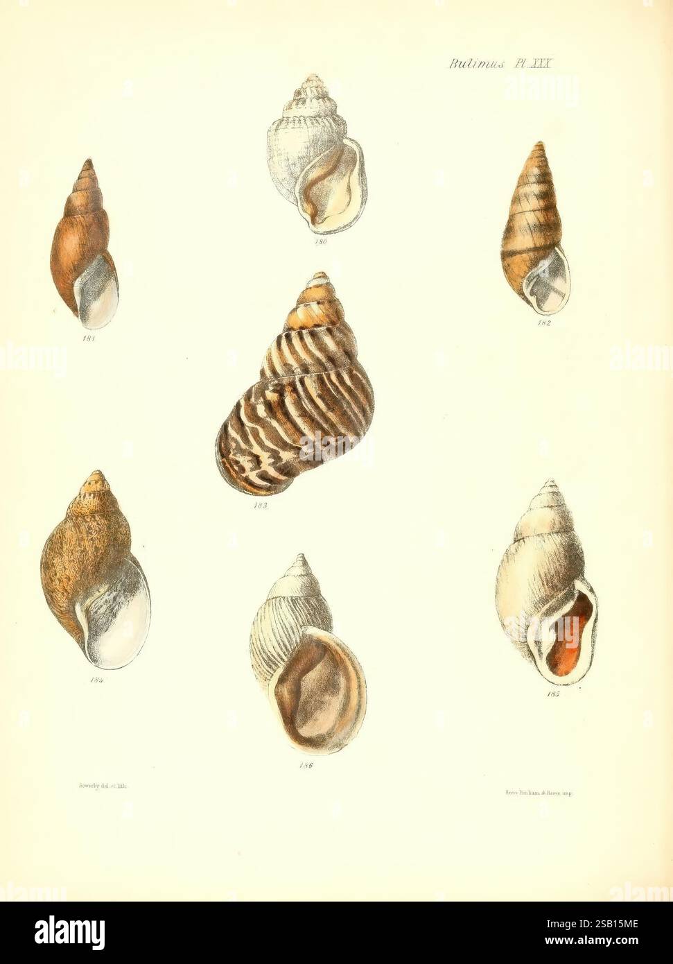 Smooth shelled specimens hi-res stock photography and images - Alamy