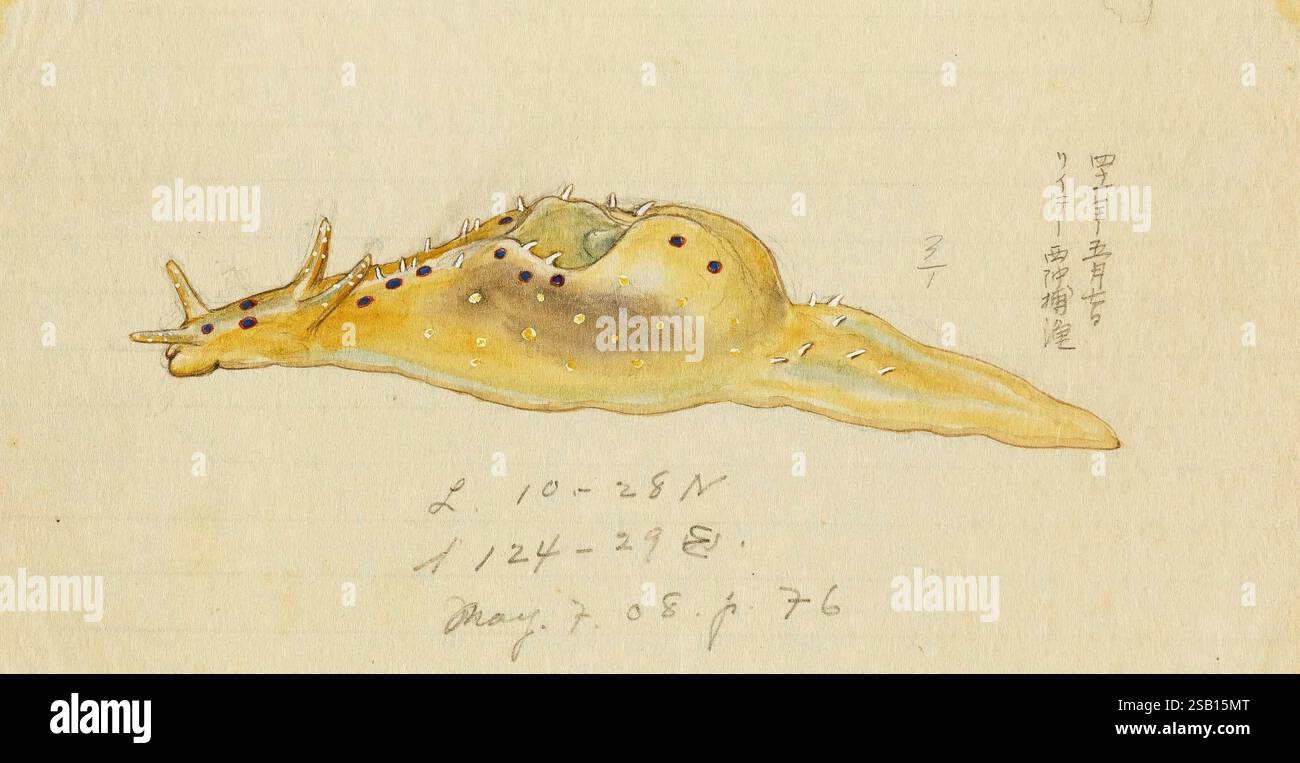 Notes, description, specimens, collected, Philippine, Expedition ...