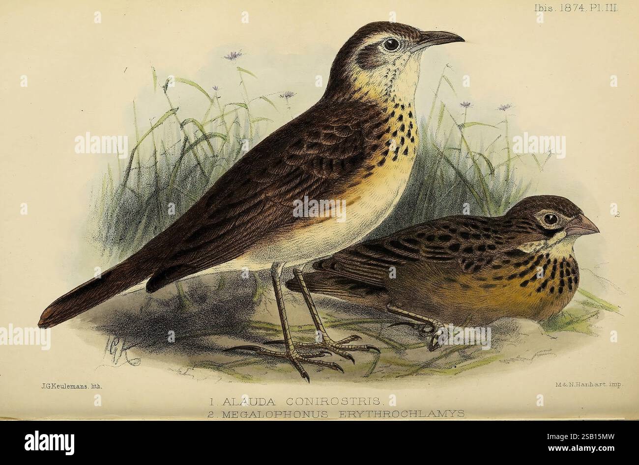 Two distinct birds prominently hi-res stock photography and images - Alamy