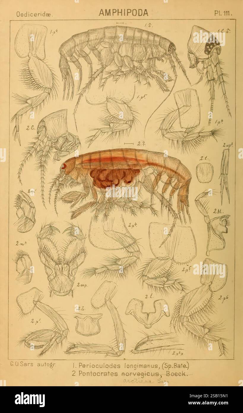 An account of the Crustacea of Norway, Christiania, A. Cammermeyer ...