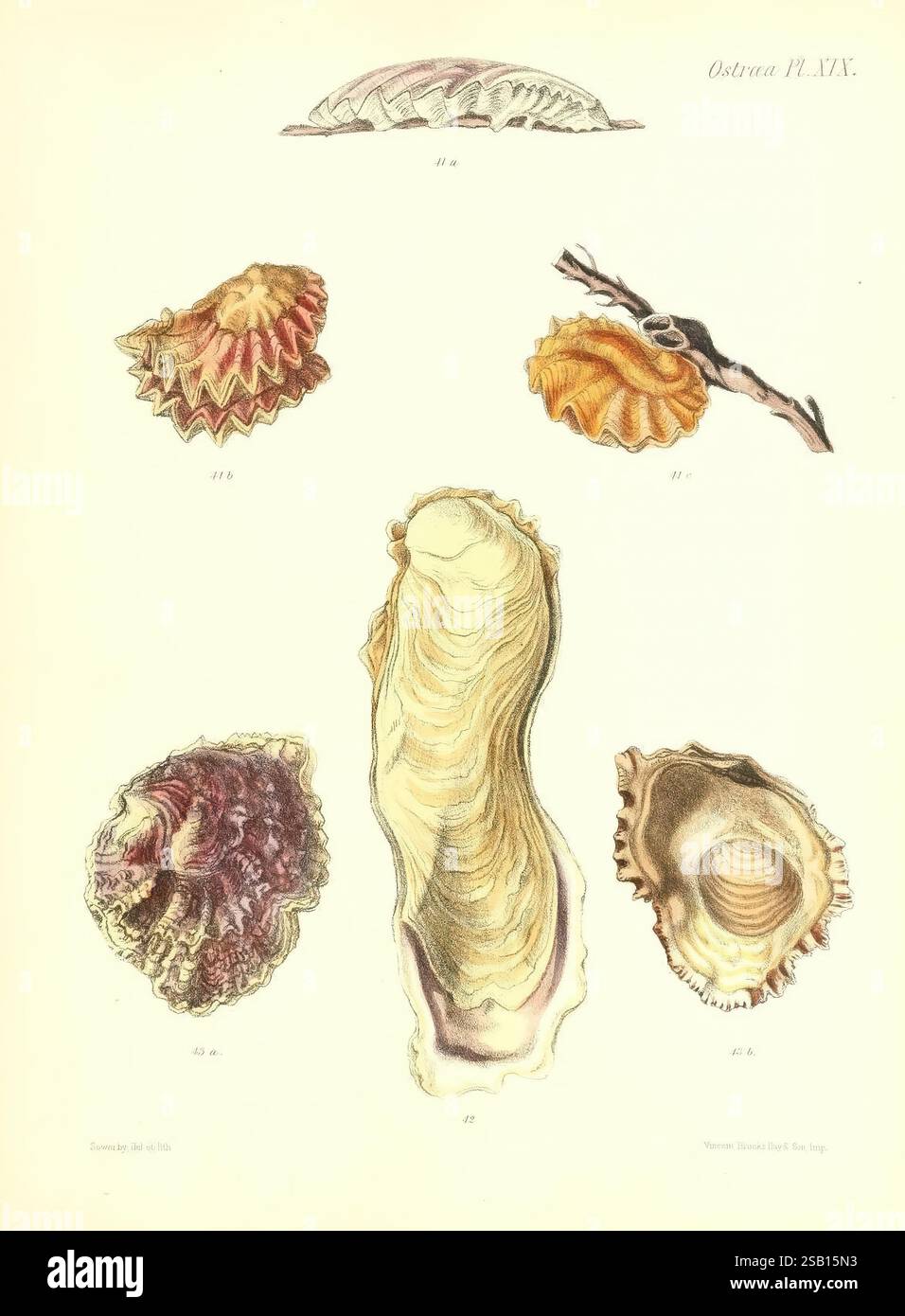 Conchologia Iconica, or Illustrations of the Shells of Molluscous ...