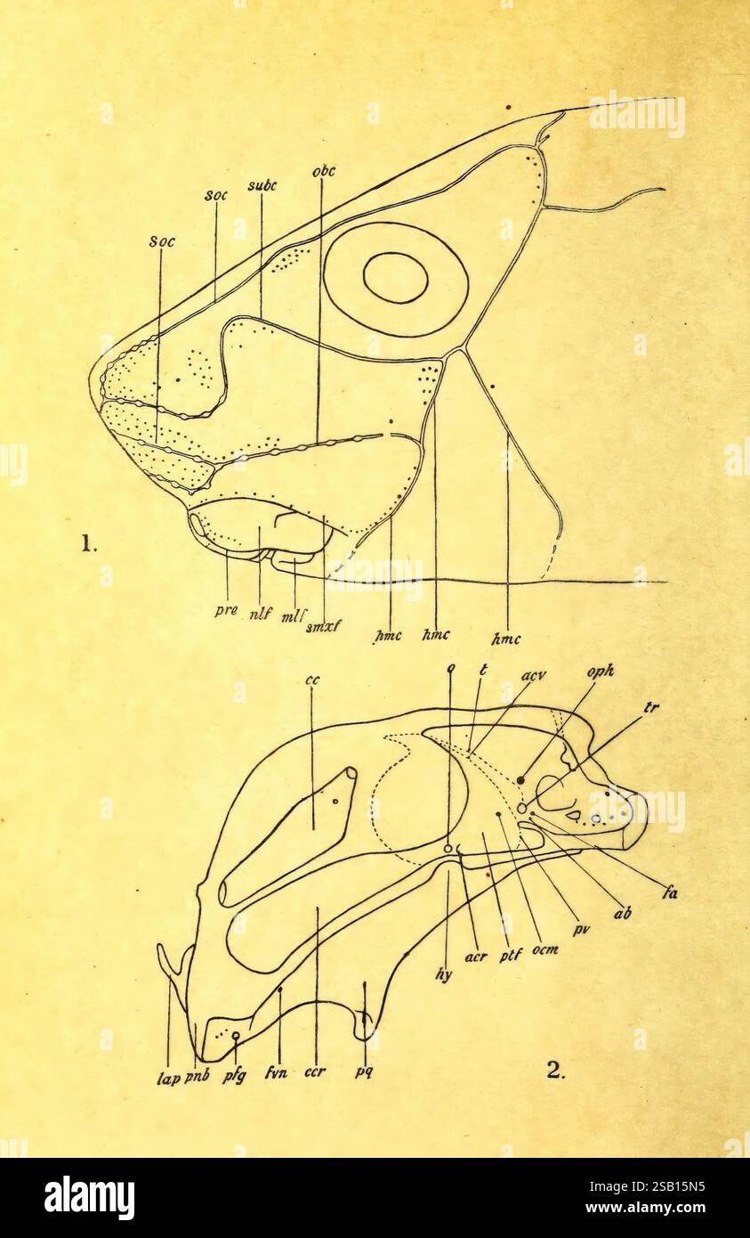 Maxillary region hi-res stock photography and images - Alamy