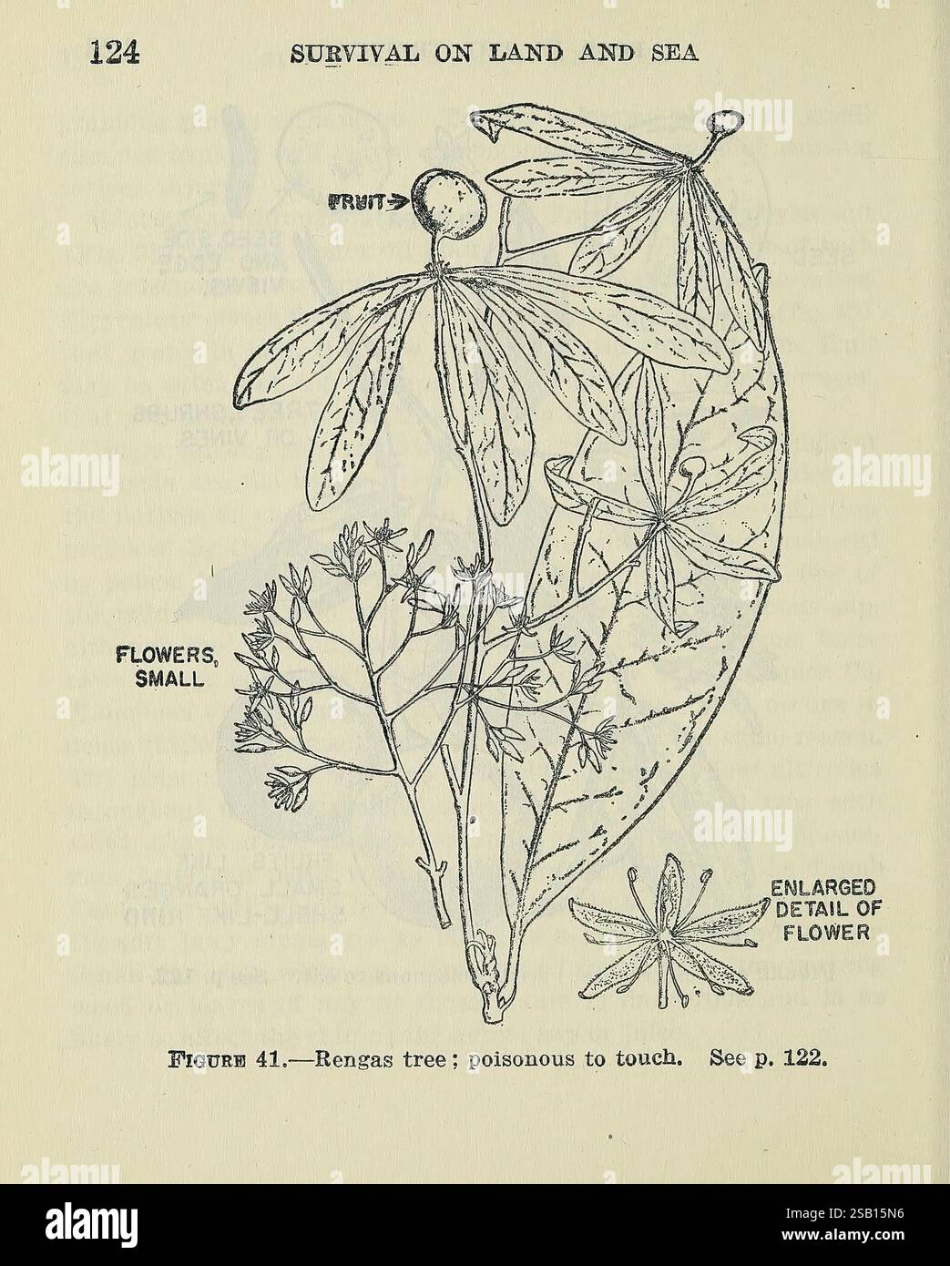 Rengas tree hi-res stock photography and images - Alamy