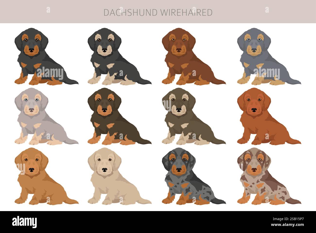 Dachshund wire haired dog clipart. Different coat colors set. Vector ...