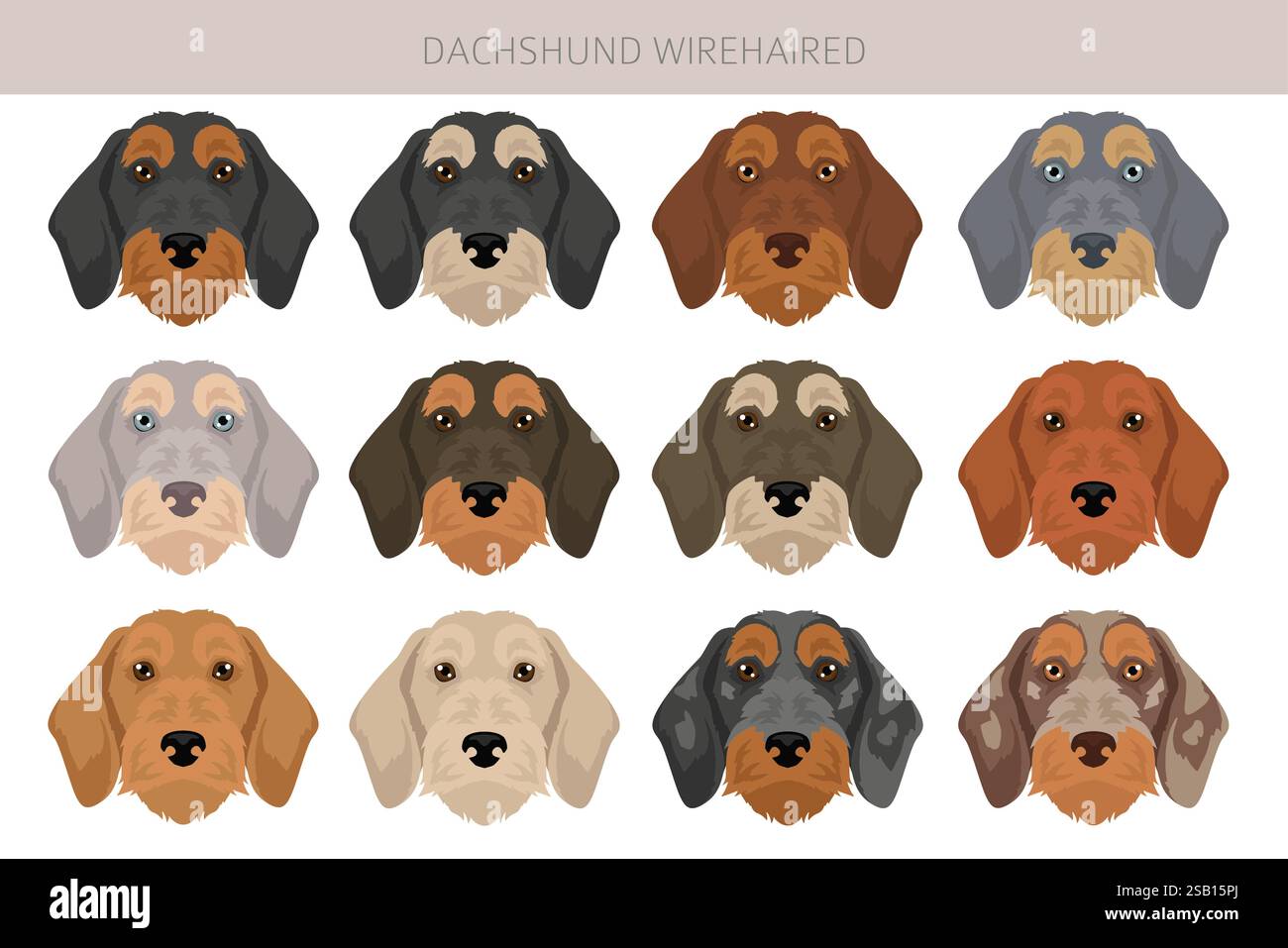 Dachshund wire haired dog clipart. Different coat colors set. Vector ...