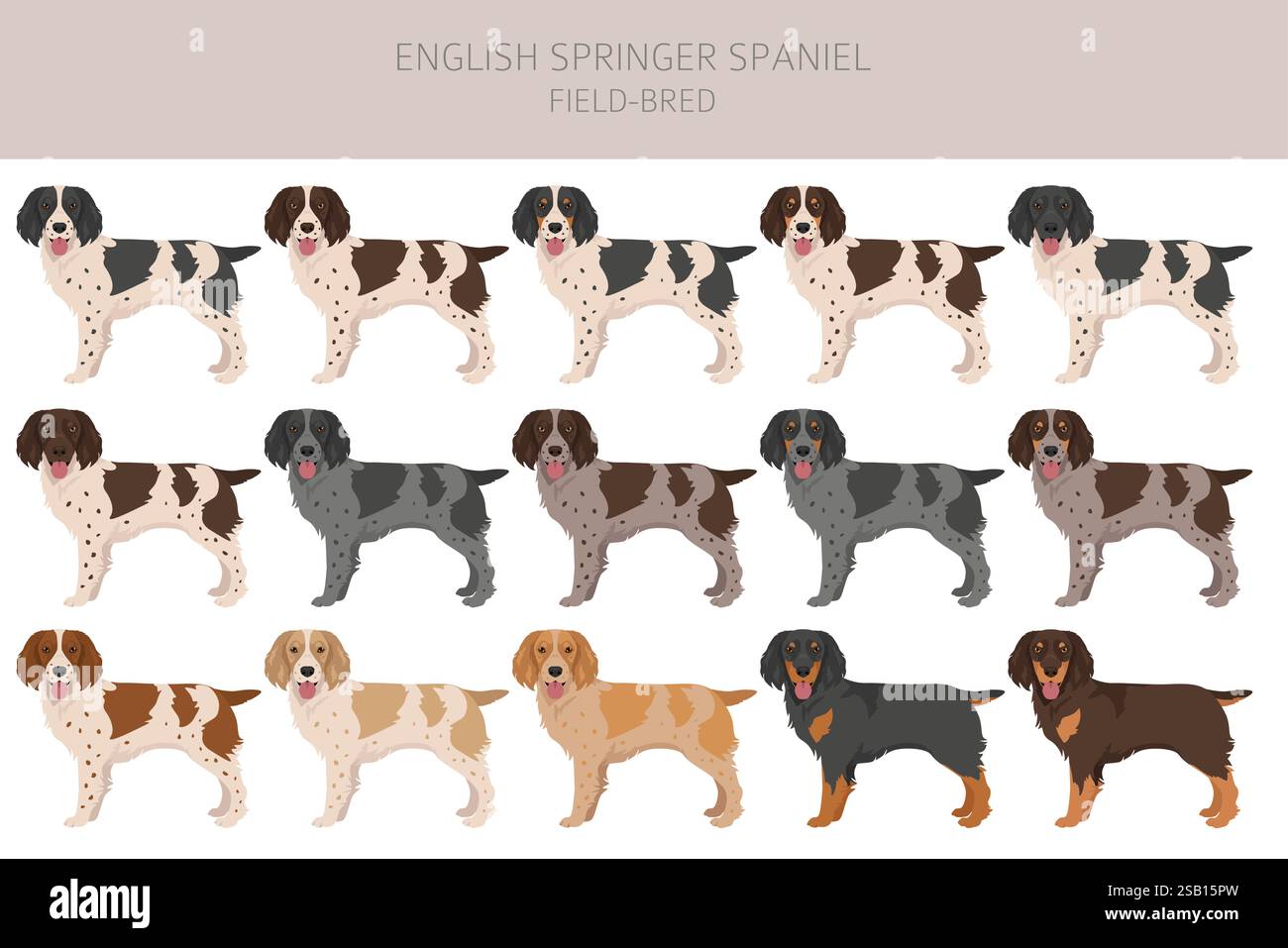English springer spaniel field bred clipart. Different poses, coat ...
