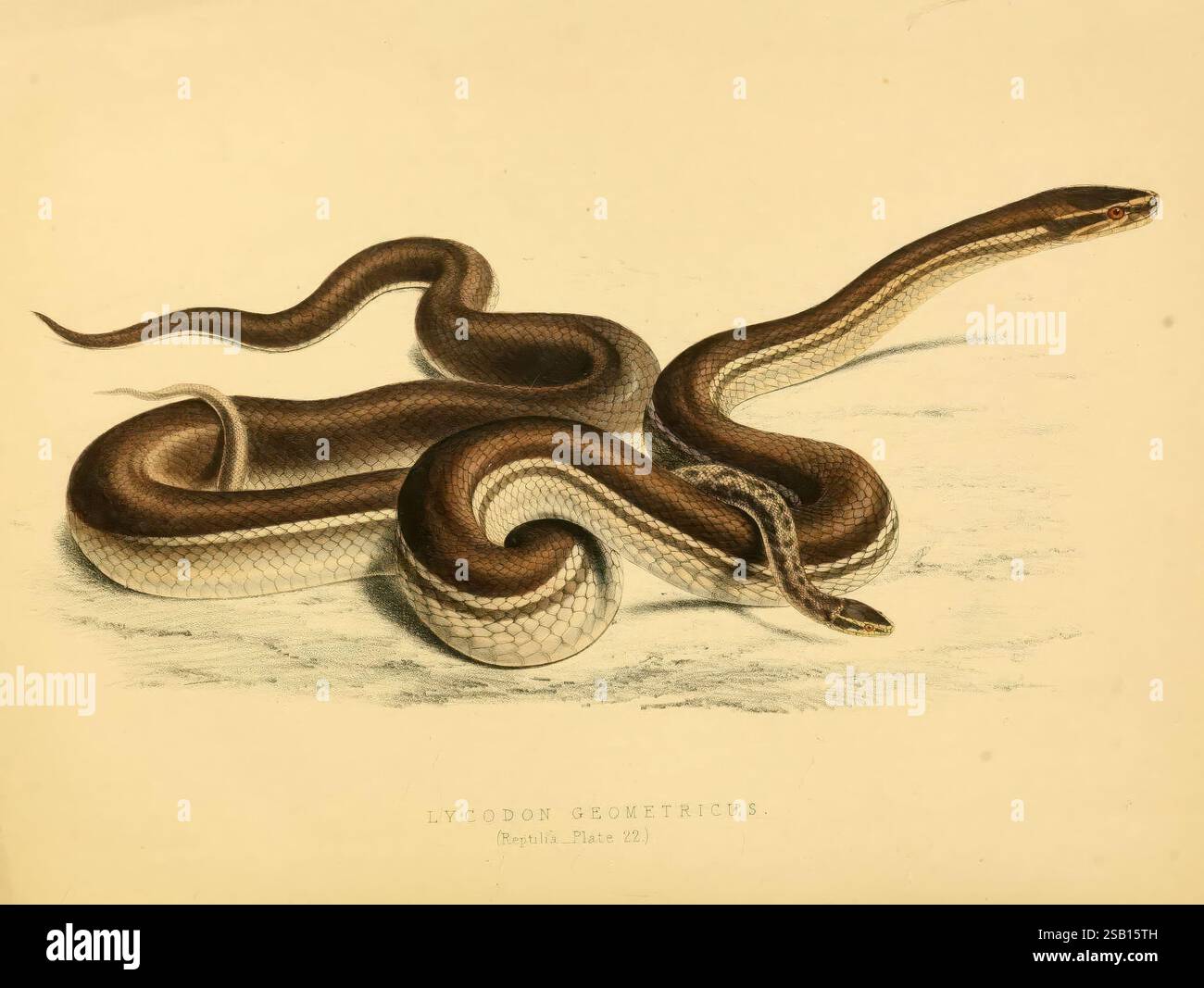 Illustrations of the zoology of South Africa, v.3. London, Smith, Elder ...