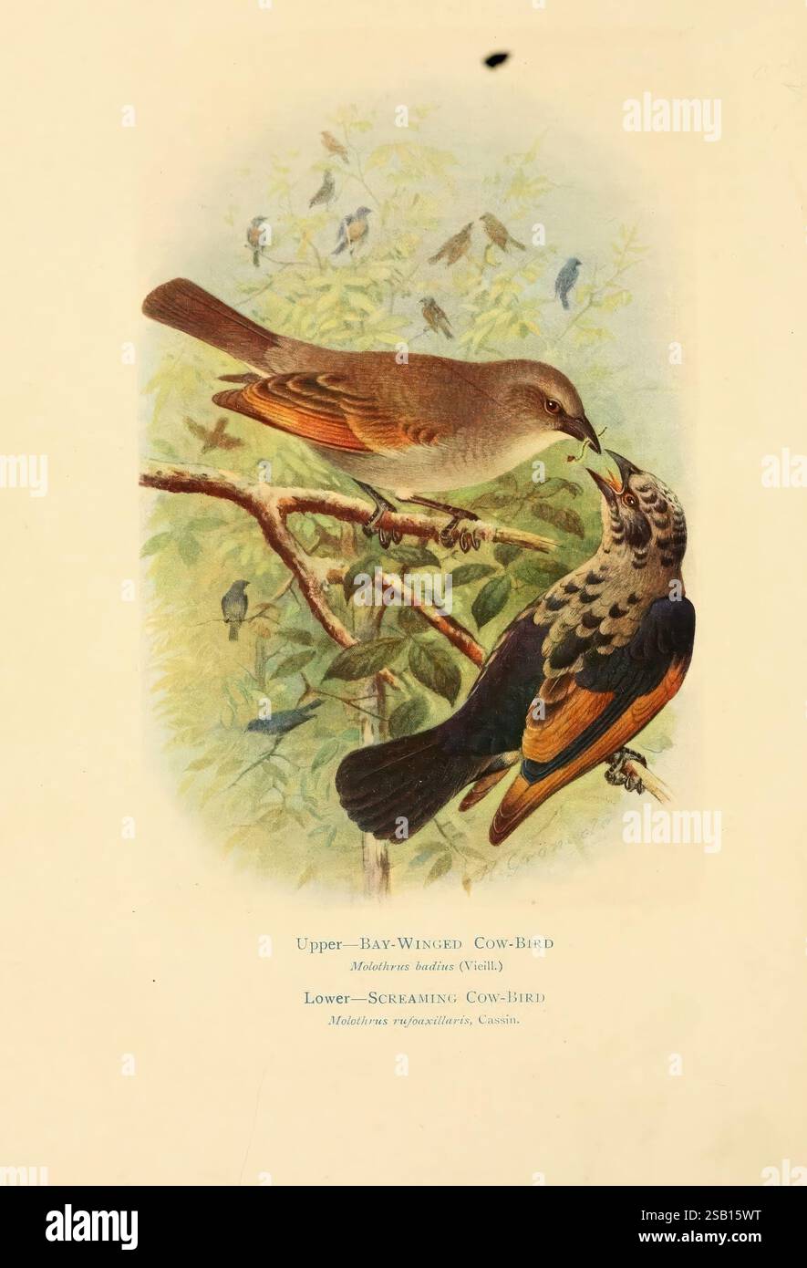 Hay winged cow bird hi-res stock photography and images - Alamy