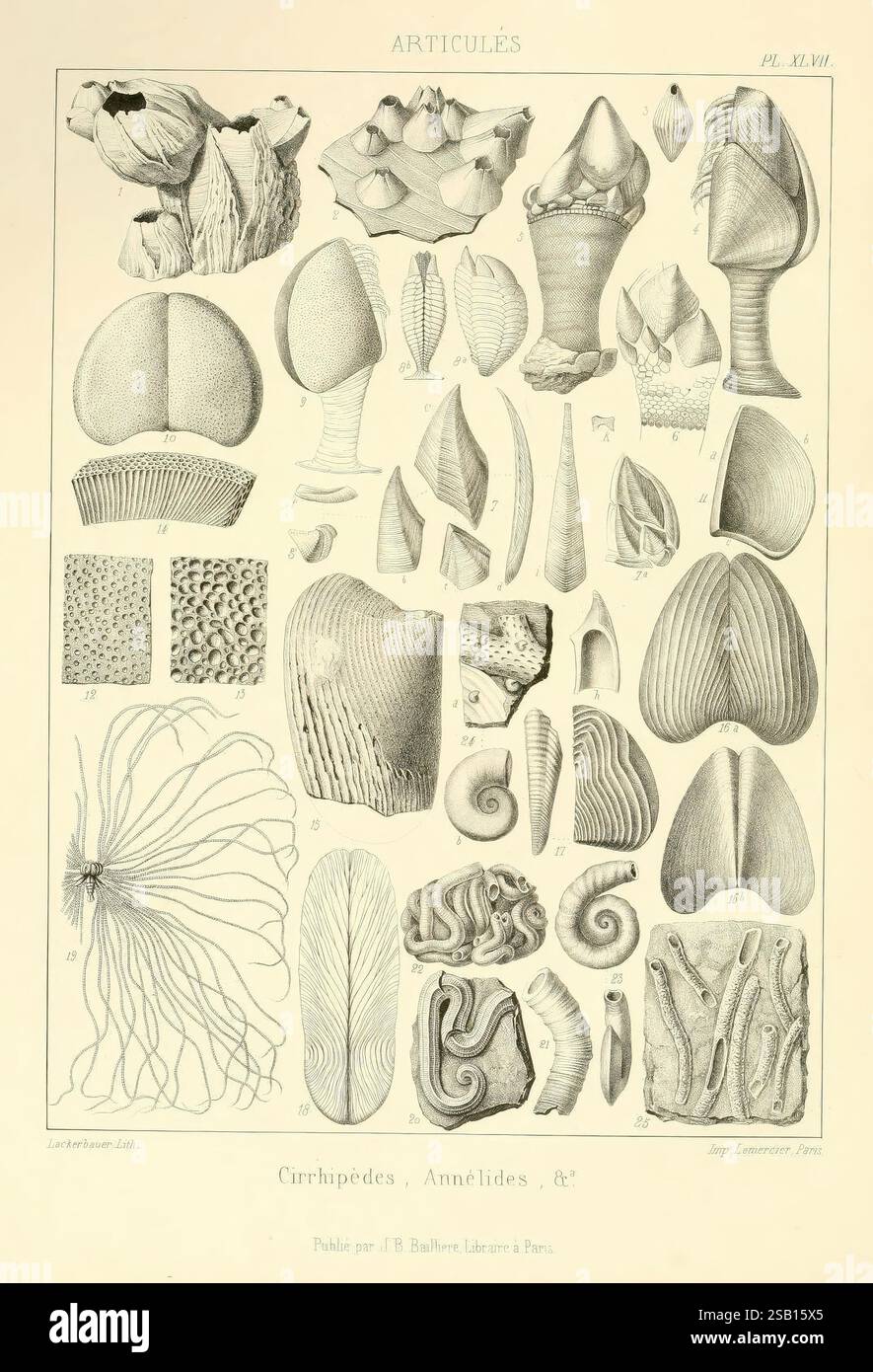 Upper section displays shells hi-res stock photography and images - Alamy