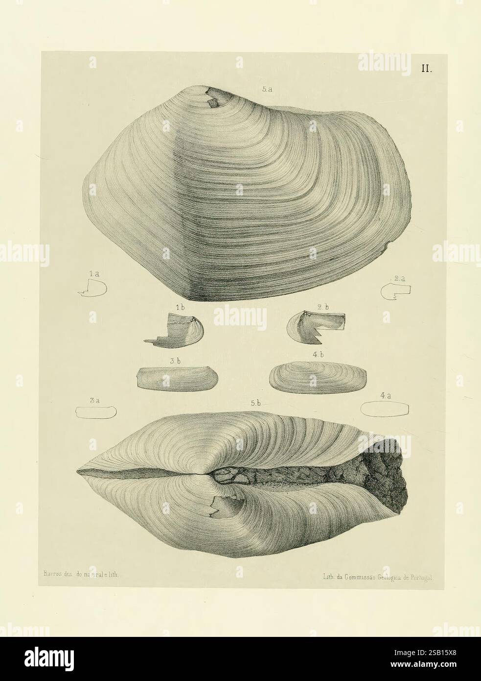 Mollusques tertiaires du Portugal Lisbonne Imprimerie de l'Academie ...