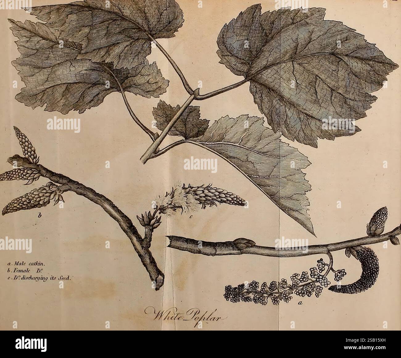 The woodland companion London Baldwin Cradock and Joy 1815 Great ...
