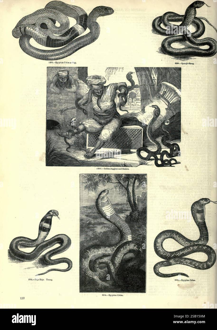 The, pictorial, museum, of, animated, nature, London, C. Cox, [1844 ...