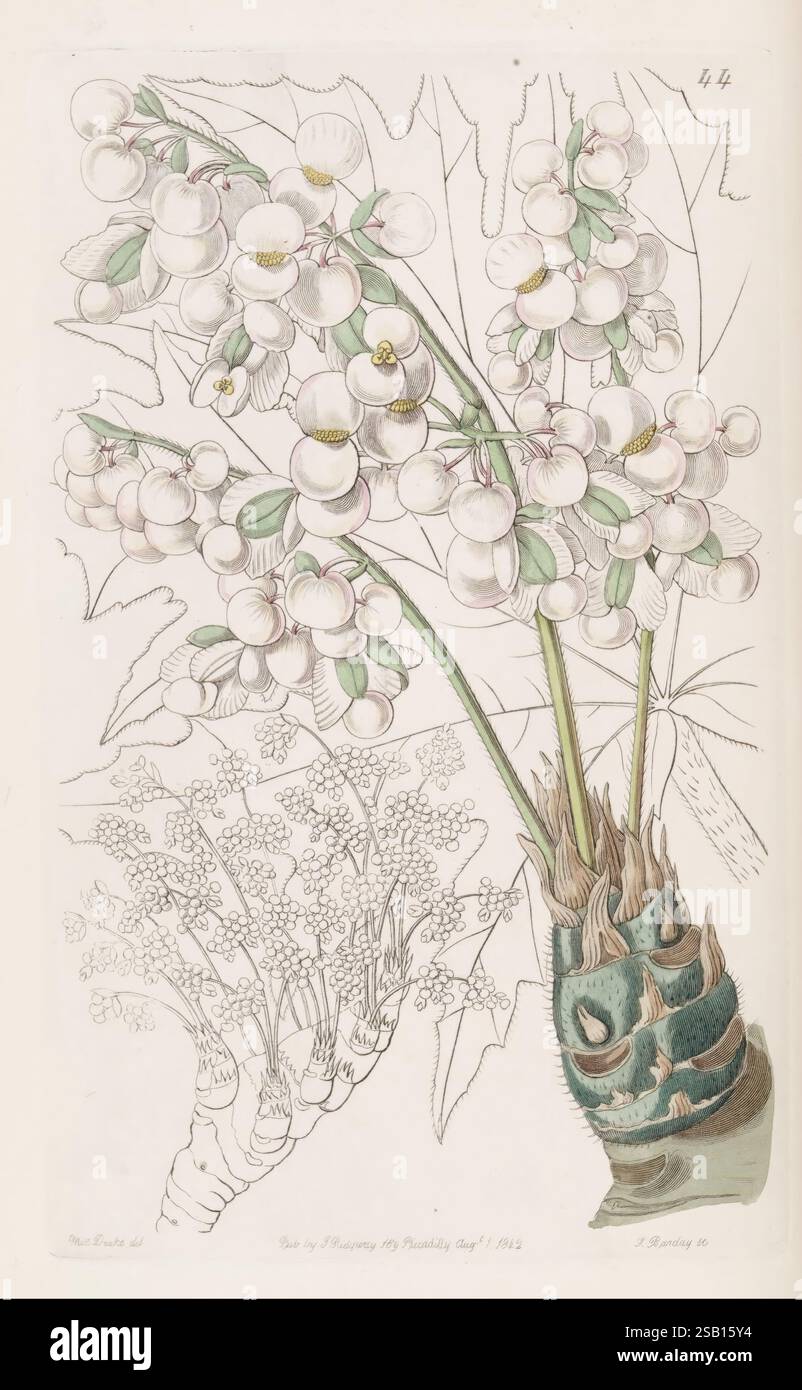 Plant introduction plants ornamental sarah ann drake 2 women hi-res ...