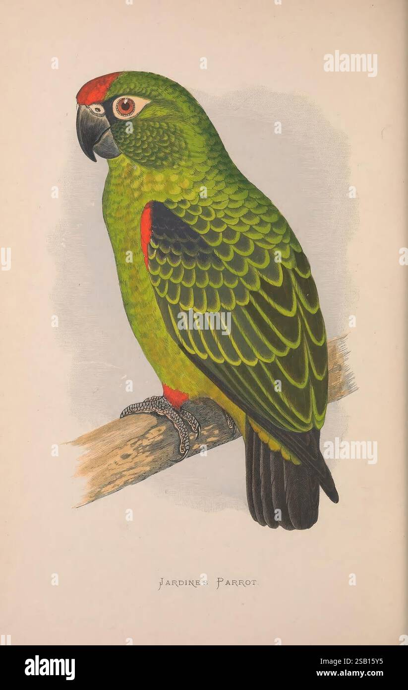 Parrots native charm hi-res stock photography and images - Alamy