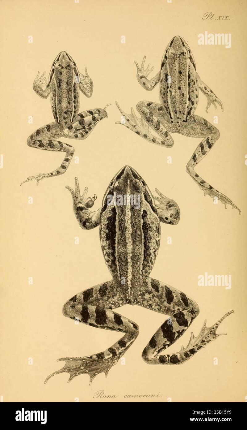 The tailless batrachians of Europe London, 1897-98 Europe, Frogs ...