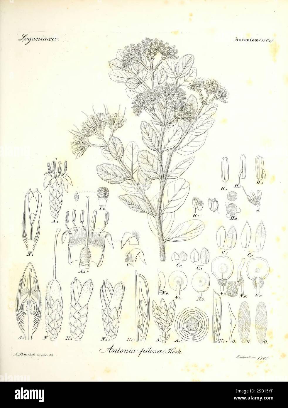 Iconographia generum plantarum Vindobonae F. Beck 1838 botany pictorial ...