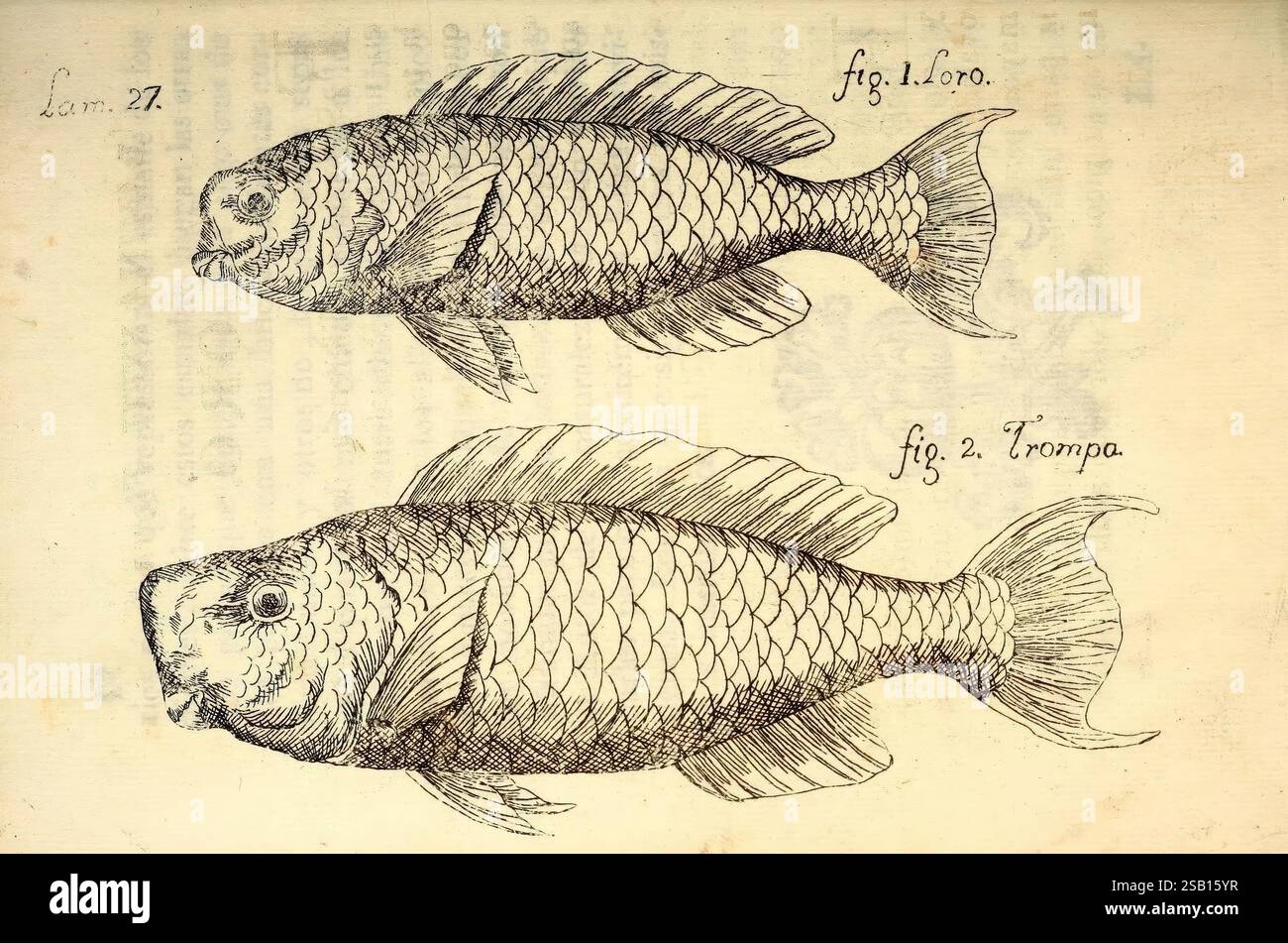 Descripcion de diferentes piezas de historia natural las mas del ramo ...