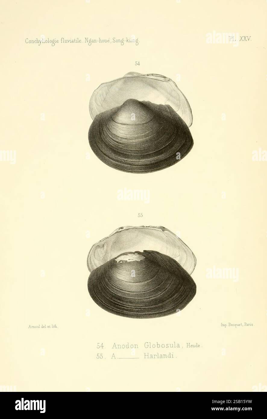 Slightly elevated central dome hi-res stock photography and images - Alamy