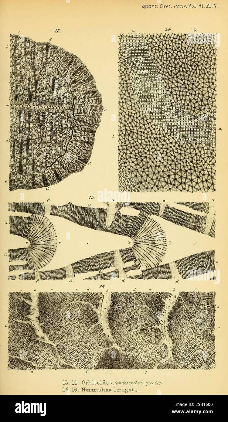 Segmented sections illustrate hi-res stock photography and images - Alamy