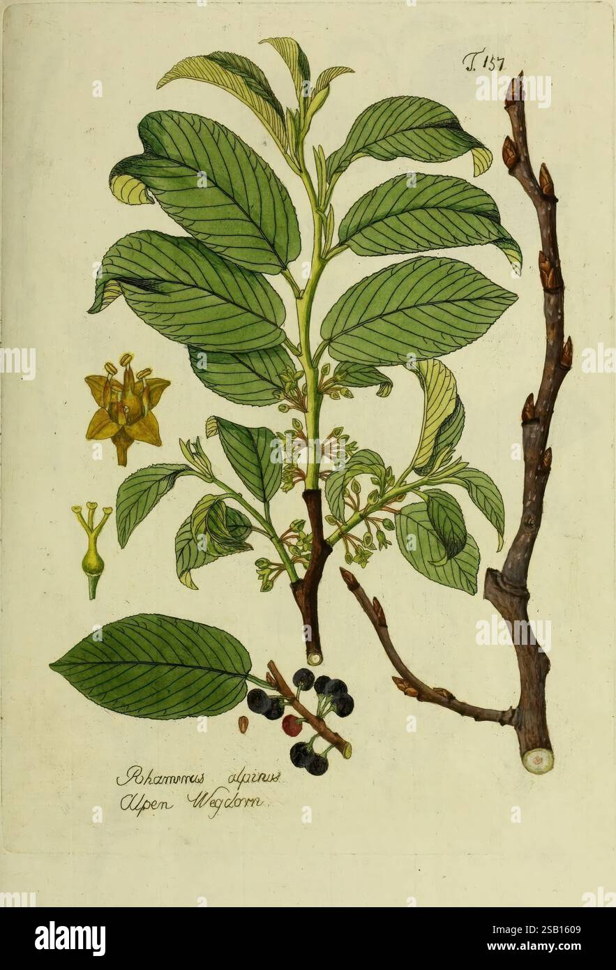 Österreichs Allgemeine Baumzucht Wien Ignaz Albertischen Buchdruck 1792 ...