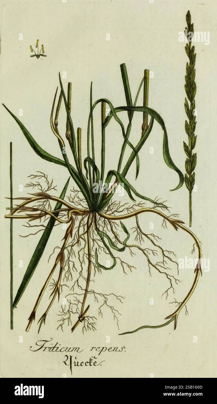 Plantarum indigenarum et exoticarum icones ad vivum coloratae, oder ...