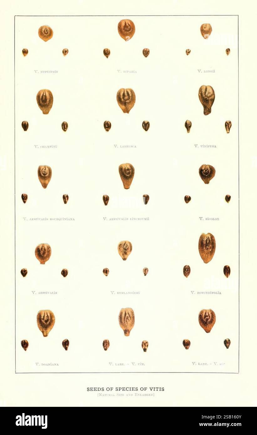 The grapes of New York, Albany, Lyon, 1908, New York State, viticulture ...