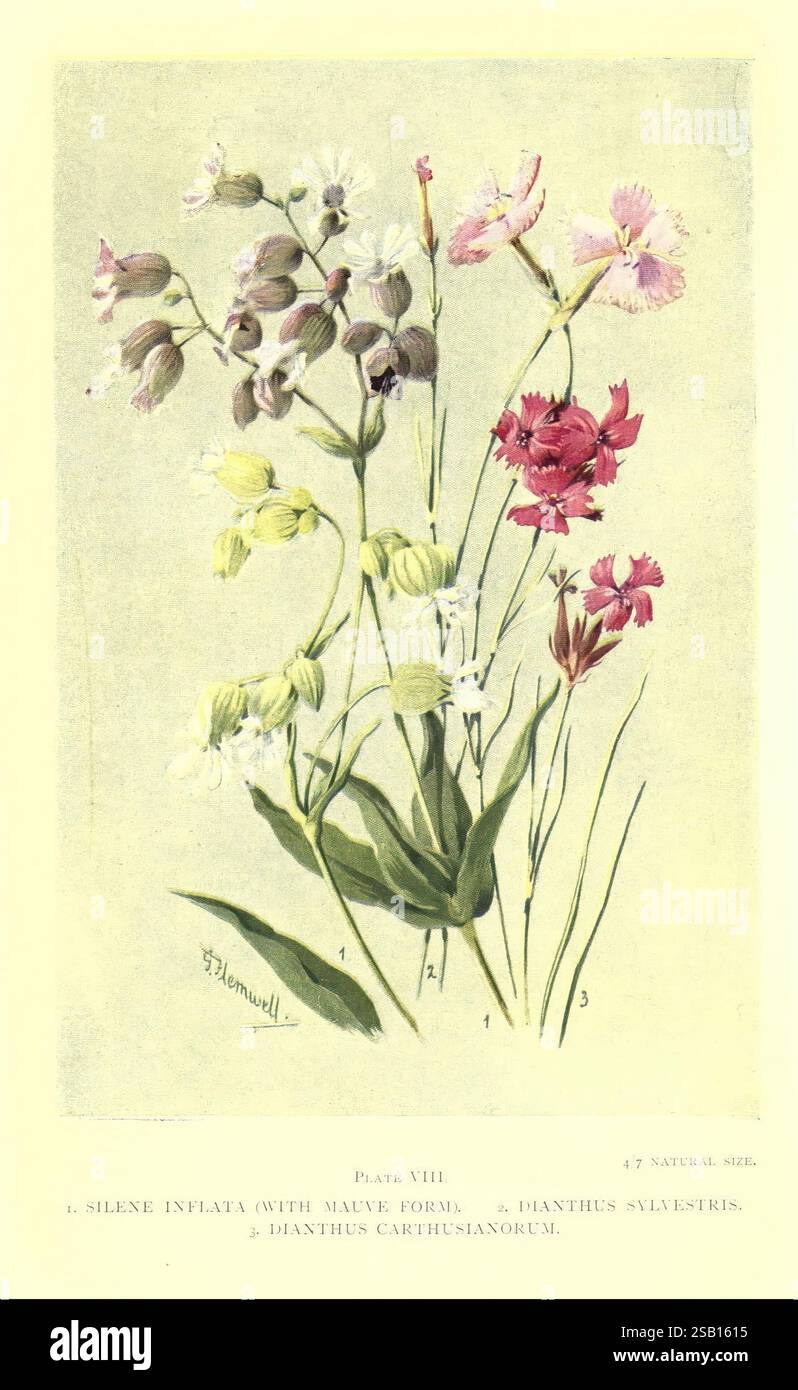 Sub-alpine plants, London, Dutton, 1912, botany, identification ...