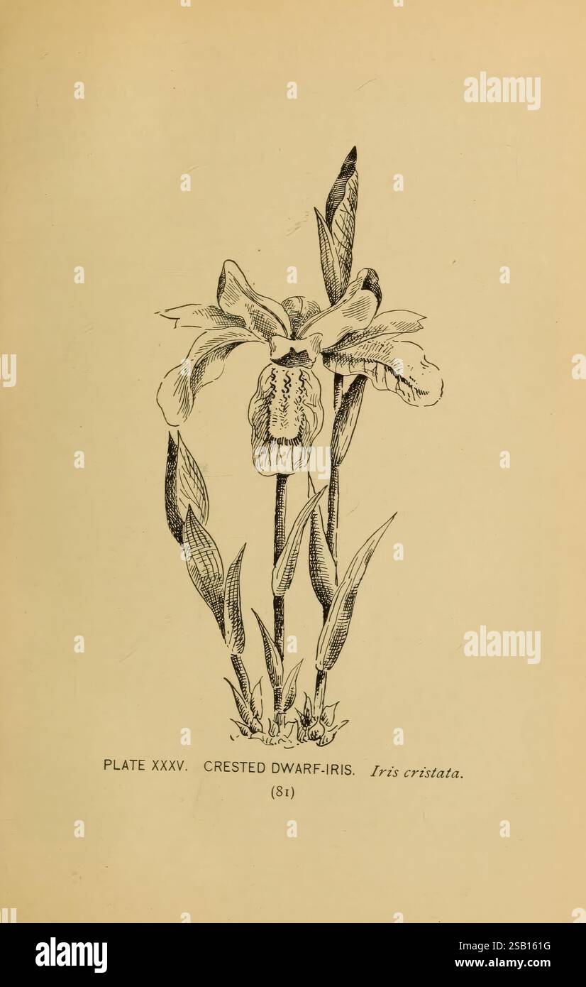 A guide to the wild flowers New York, 1899 United States Wildflowers ...