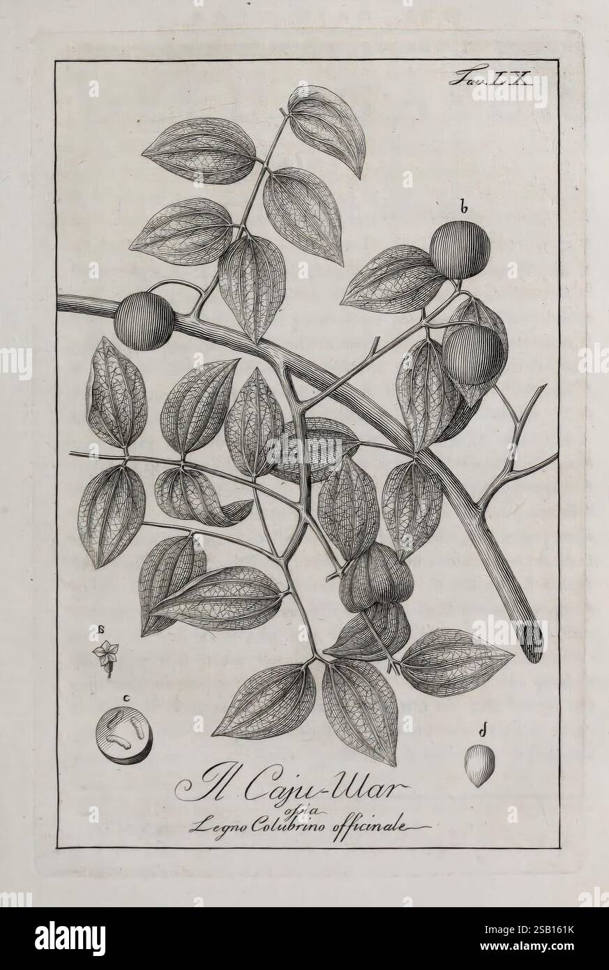 Storia delle piante forastiere le più importanti nell'uso medico, od ...