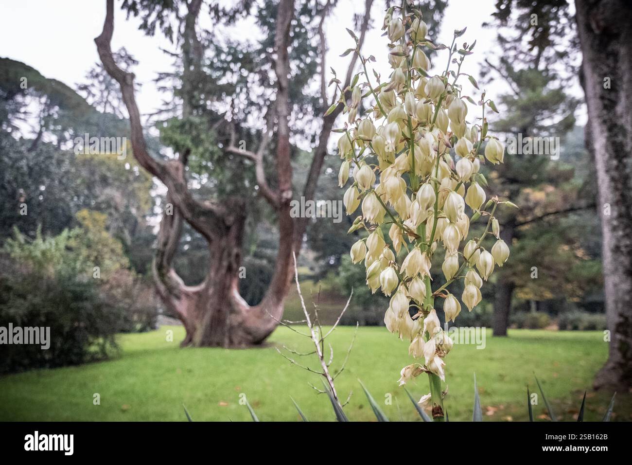 Yucca flowers with Incense Cedar tree in background in a public park of ...