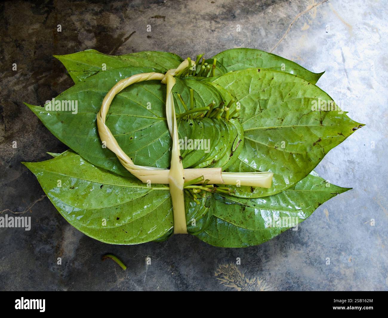 A bundle of fresh betel leaves, traditionally cultivated by Khasi ...