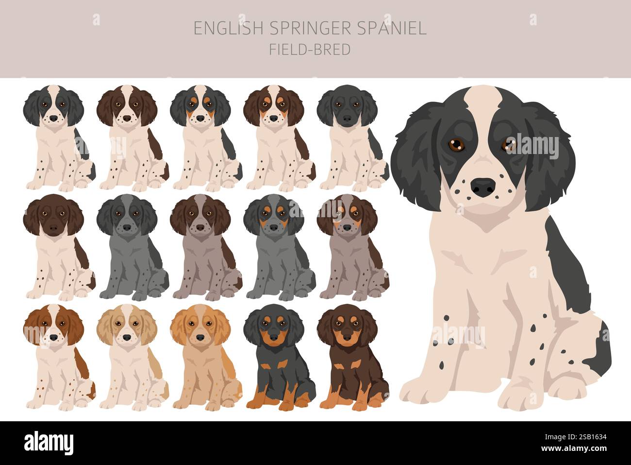 English springer spaniel field bred clipart. Different poses, coat ...