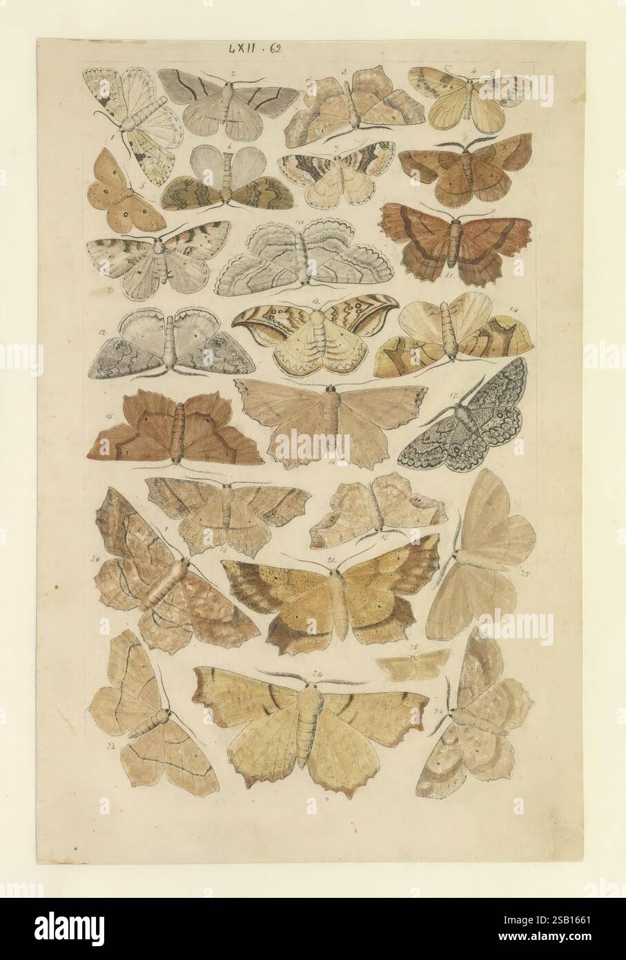 Lepidoptera, manuscript, [between 1873-1883?], Lepidoptera, life cycles ...