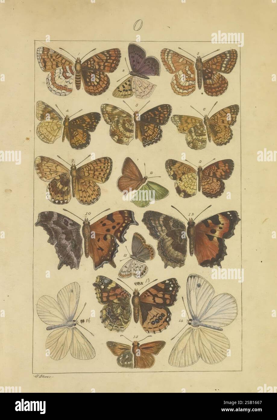 Lepidoptera, manuscript, [between 1873-1883?], Lepidoptera, lifecycles ...