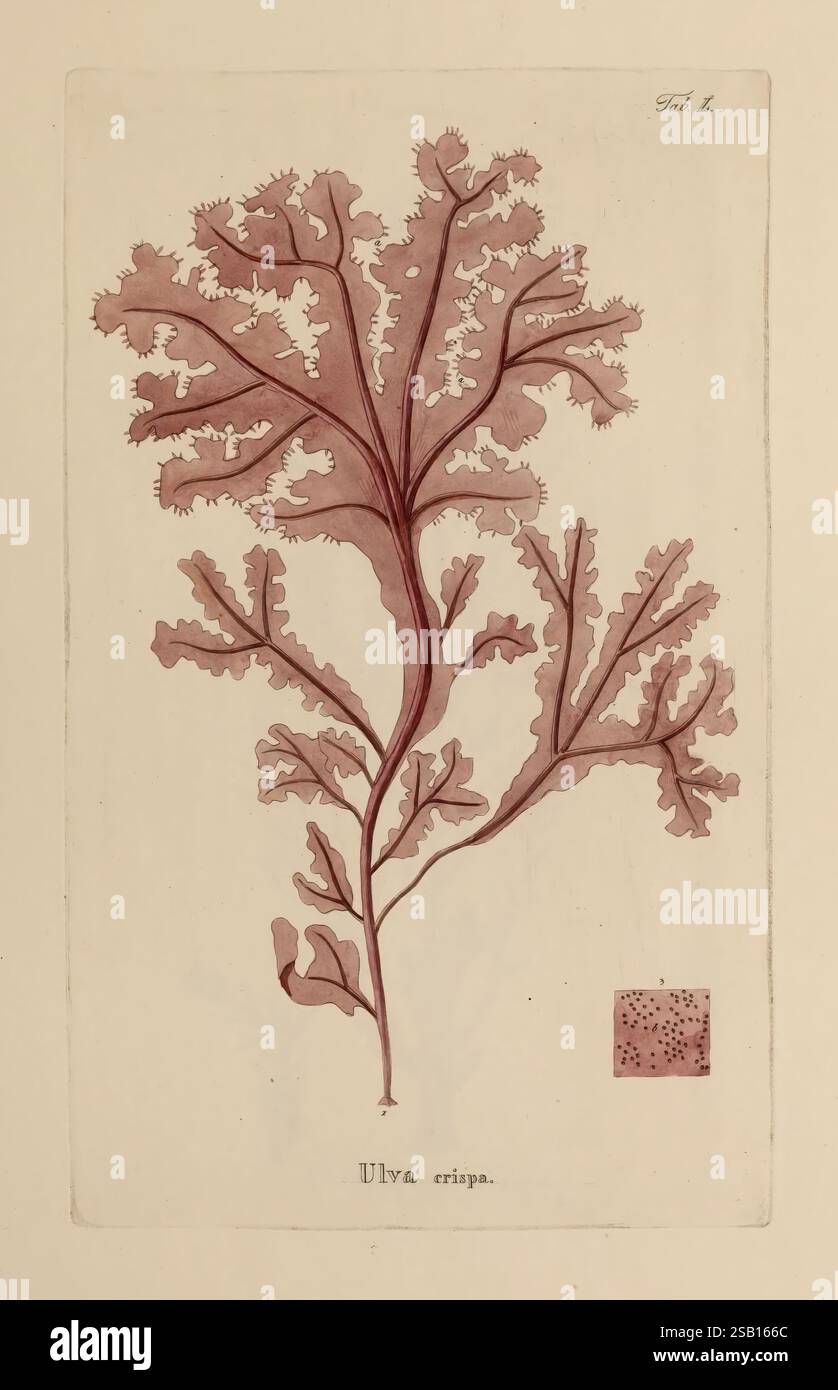 Ulva crispata hi-res stock photography and images - Alamy