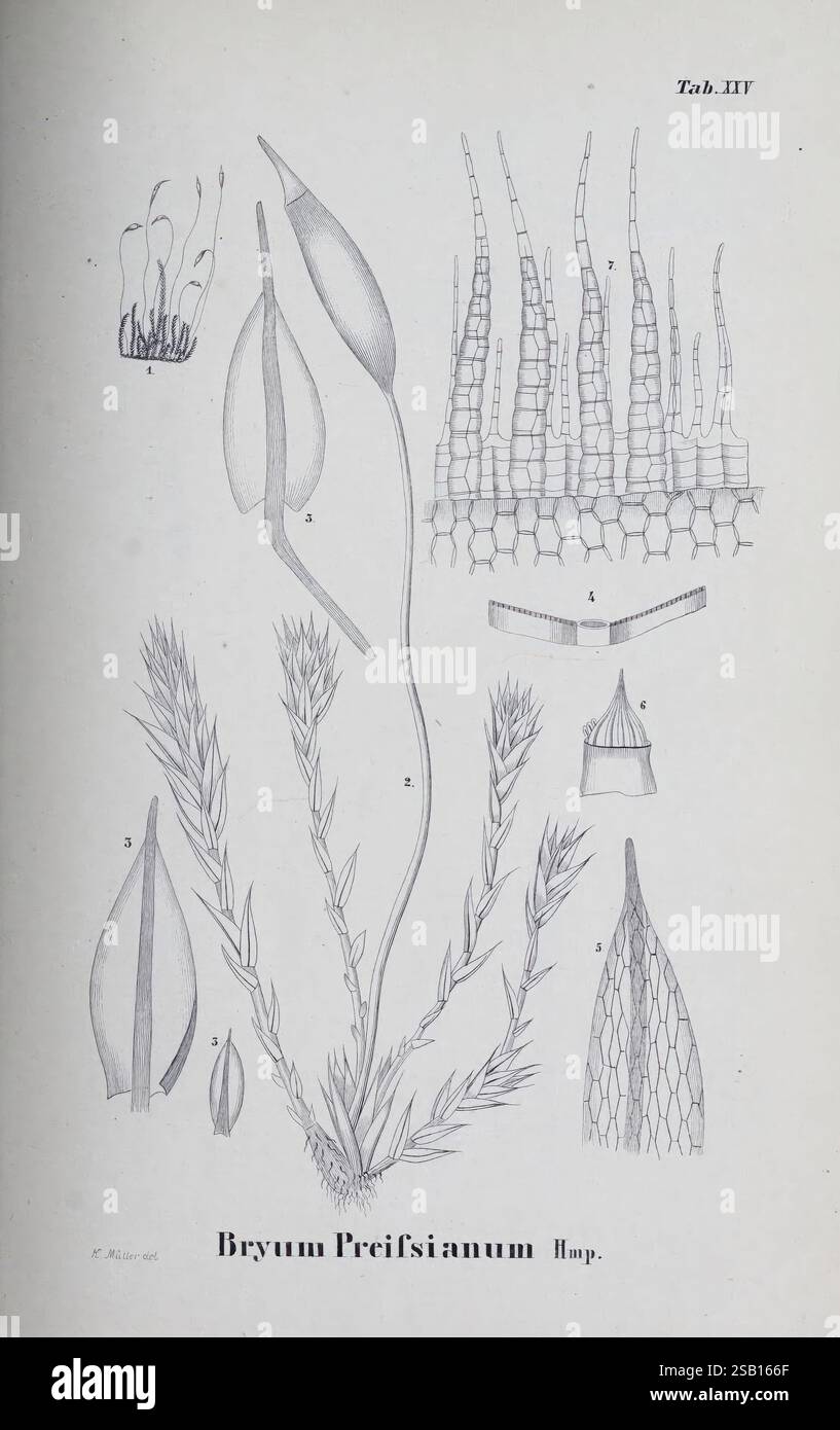 Specific moss species hi-res stock photography and images - Alamy