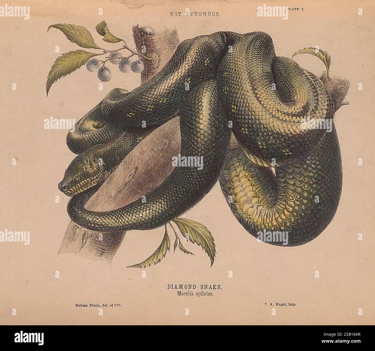 The snakes of Australia, an illustrated and descriptive catalogue of ...