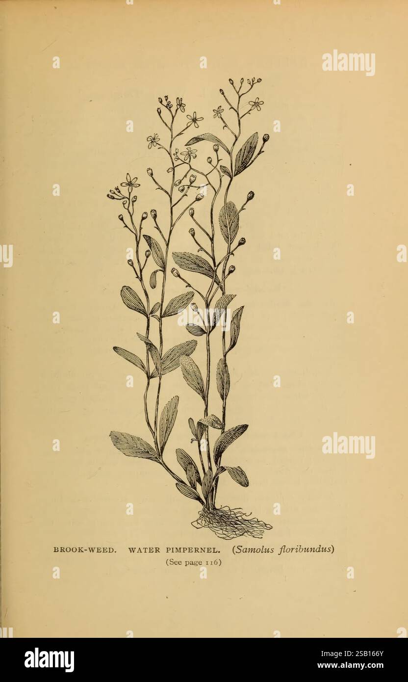 Harper's guide to wild flowers New York Harper 1912 United States ...