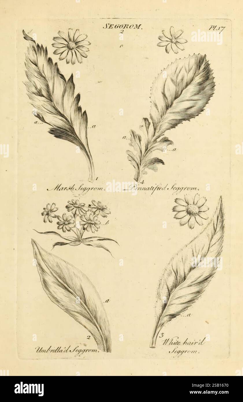 Detailed botanical illustration features three distinct types hi-res ...