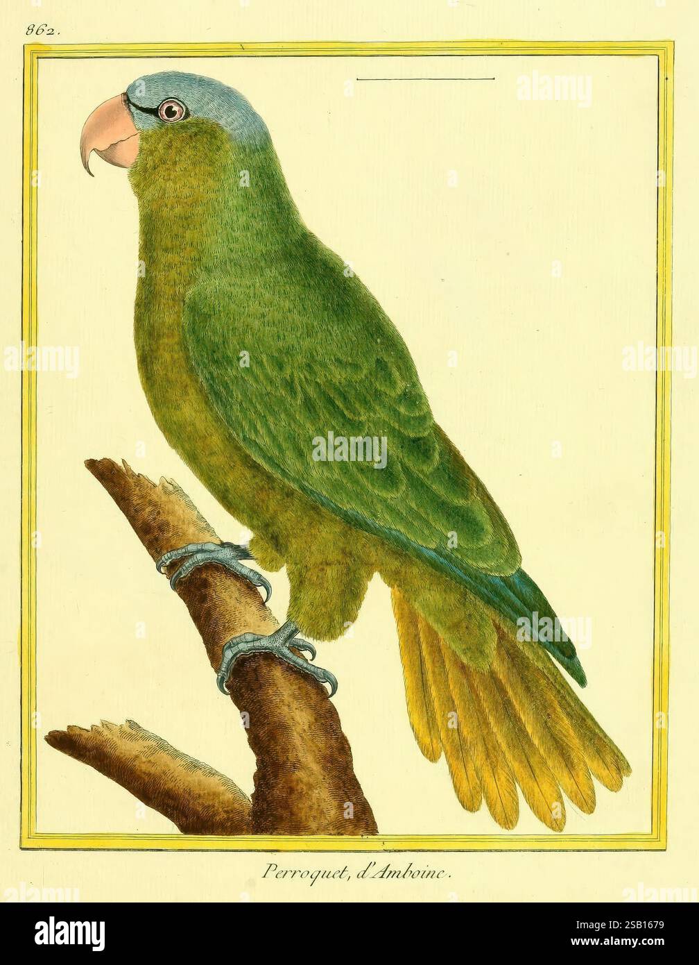 Parrots tail displays hi-res stock photography and images - Alamy